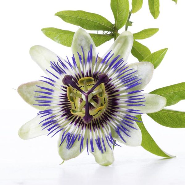 PASIFLORA (Passiflora incarnata L.) - Soria Natural